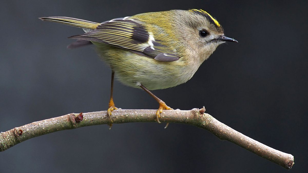 BBC Radio 4 - Tweet of the Day, Rosa Gleave on the Goldcrest