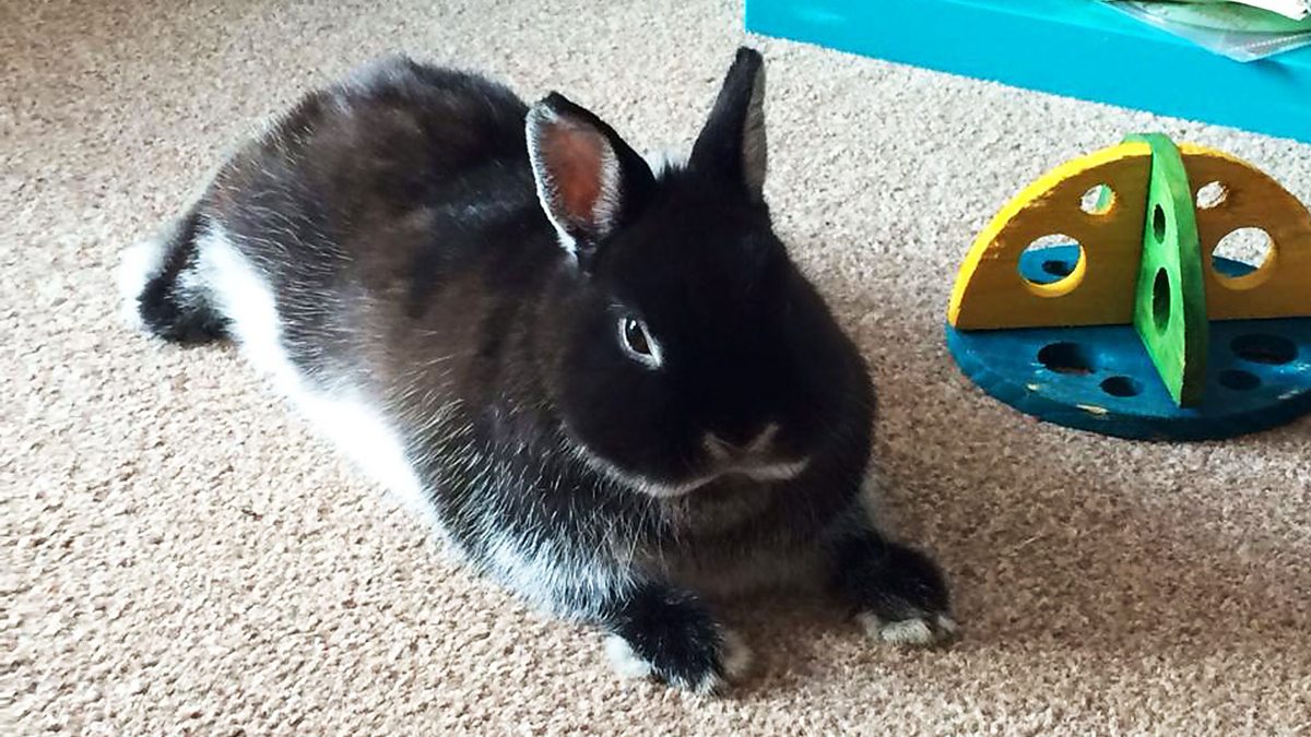 BBC Radio 4 - You and Yours, Pet rabbits, Fortnite, Restaurant chains