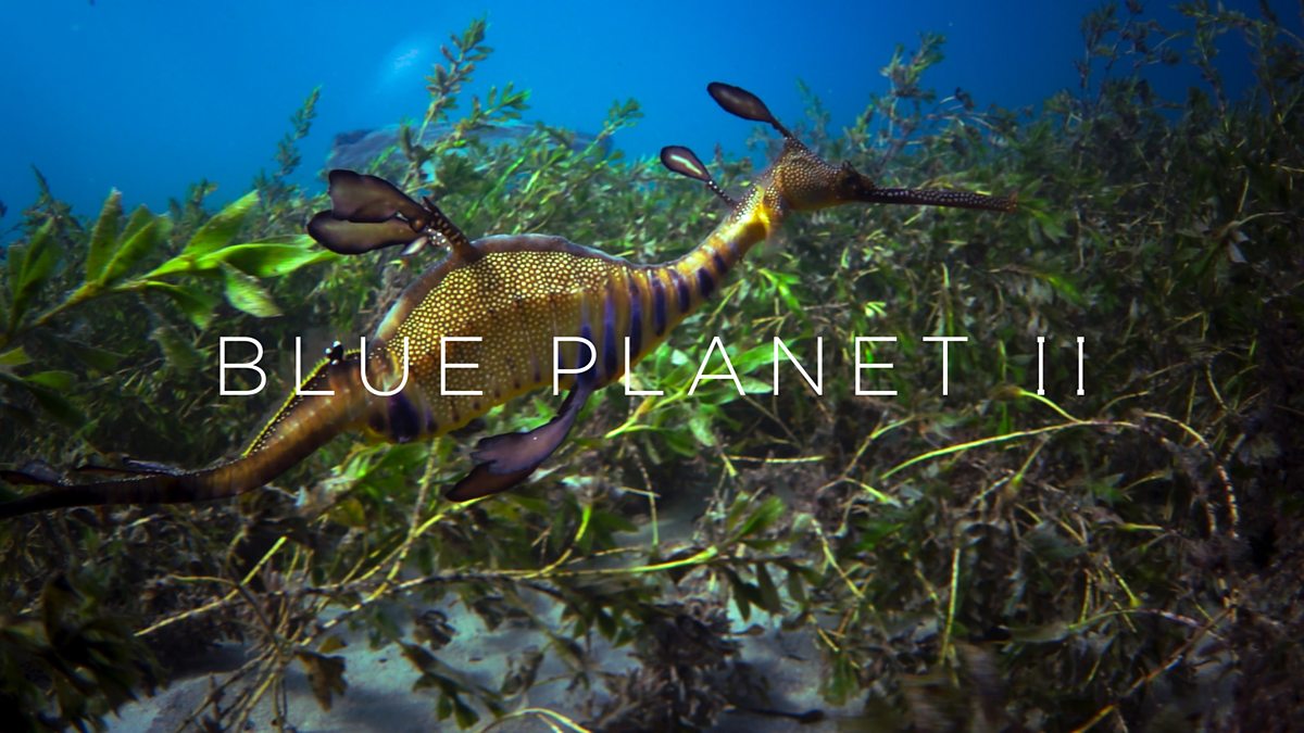 BBC One - Blue Planet II, Starts Sunday 29th October on BBC One