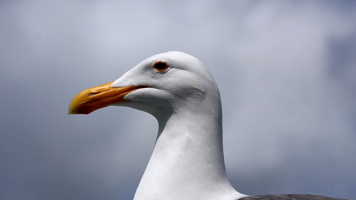 BBC Radio 4 - Natural Histories - Could these seven reasons make you ...