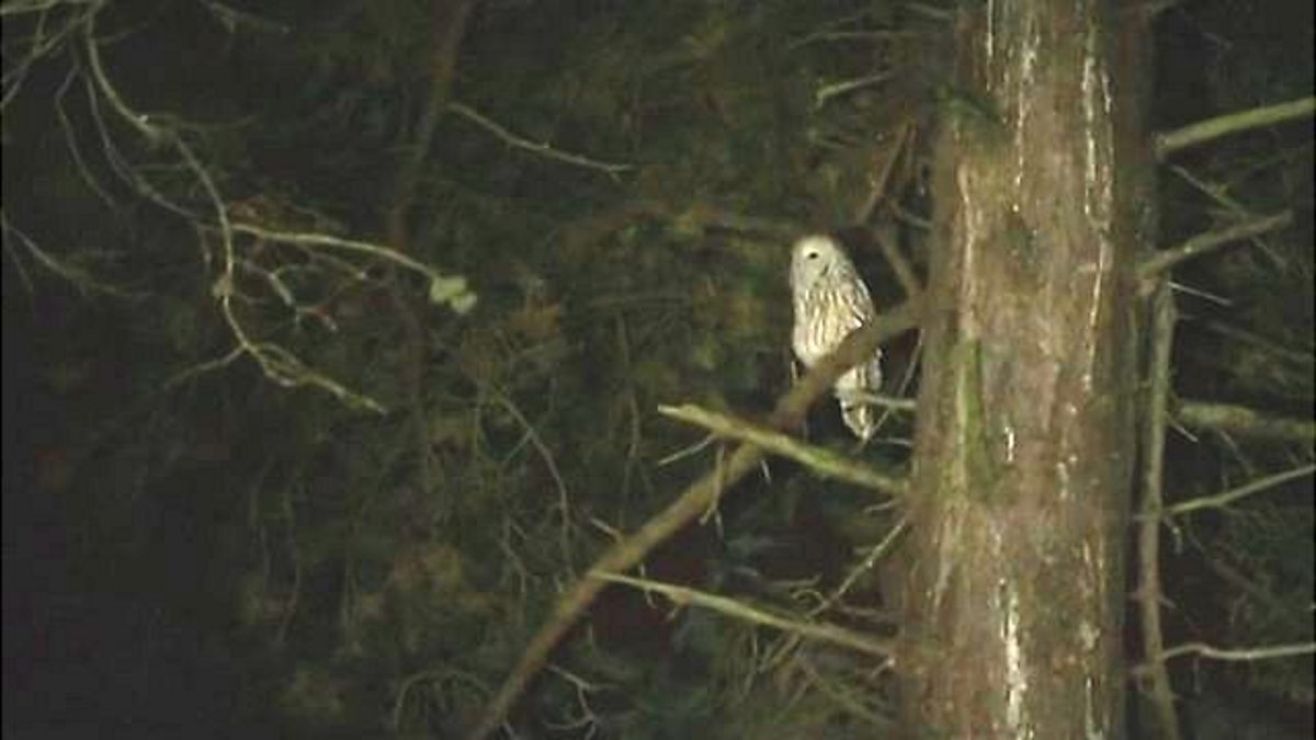 BBC One - Look East, Evening News, 16/10/2017, Missing owl spotted on ...