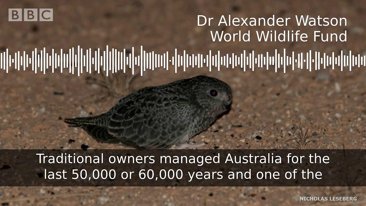 BBC World Service - World Update, Rangers in Australia spot rare Night ...