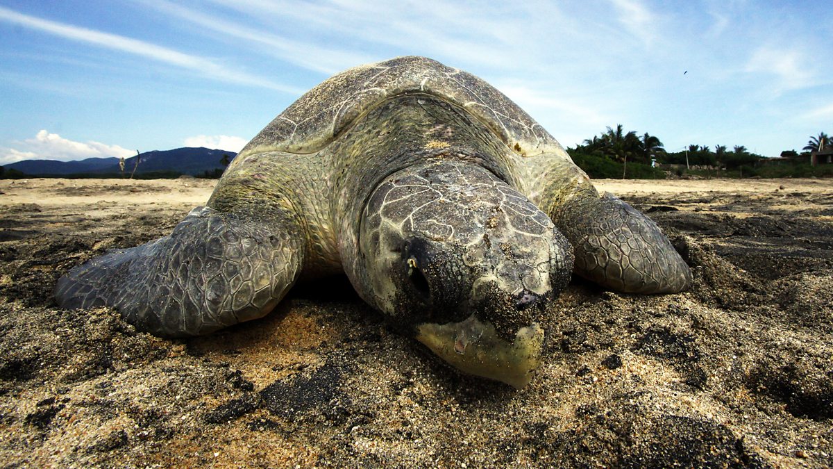 BBC Radio 4 - Start the Week, Animals: tamed, exploited and resurrected