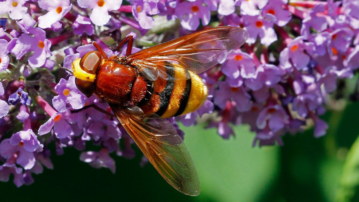 BBC World Service - Science In Action, Catastrophic Decline in Flying ...
