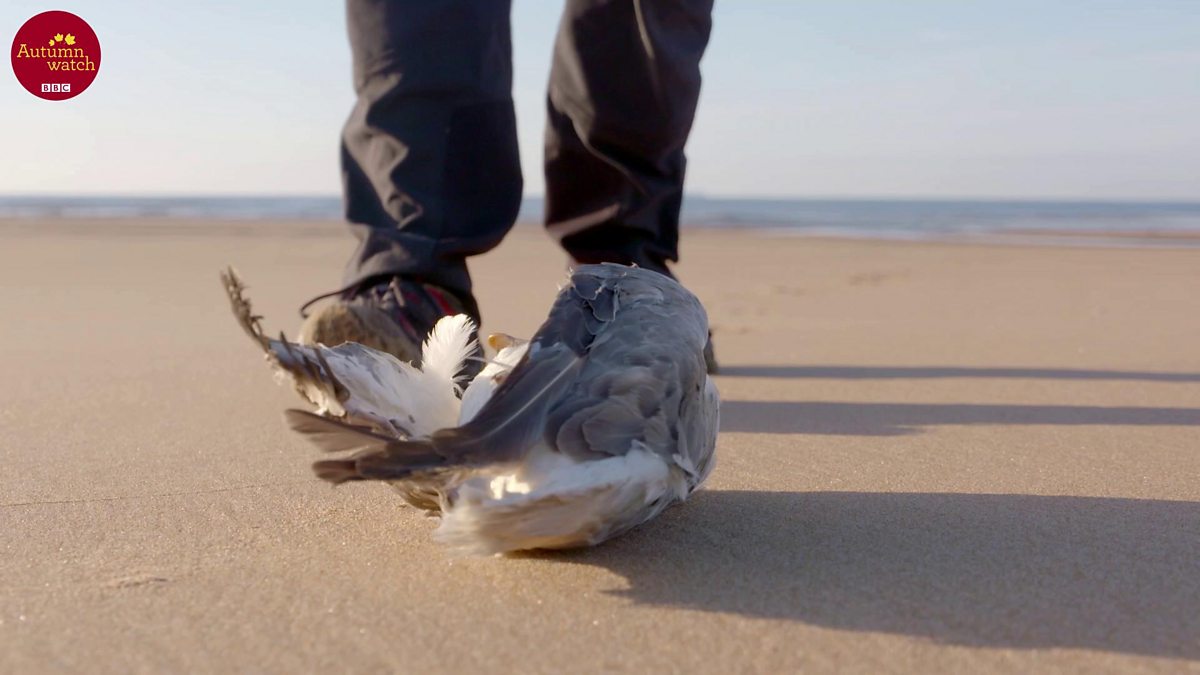 BBC Two - Autumnwatch, The toll of plastic on seabirds