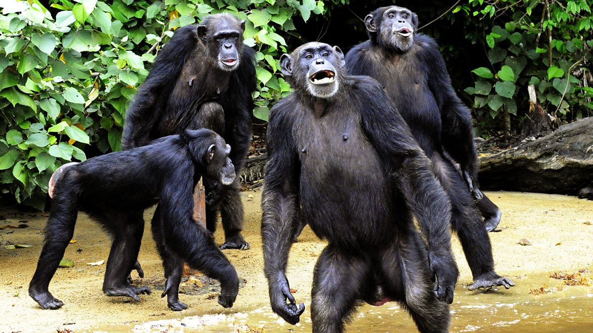 BBC Radio 4 - Radio 4 in Four - Five things chimps can teach us about ...