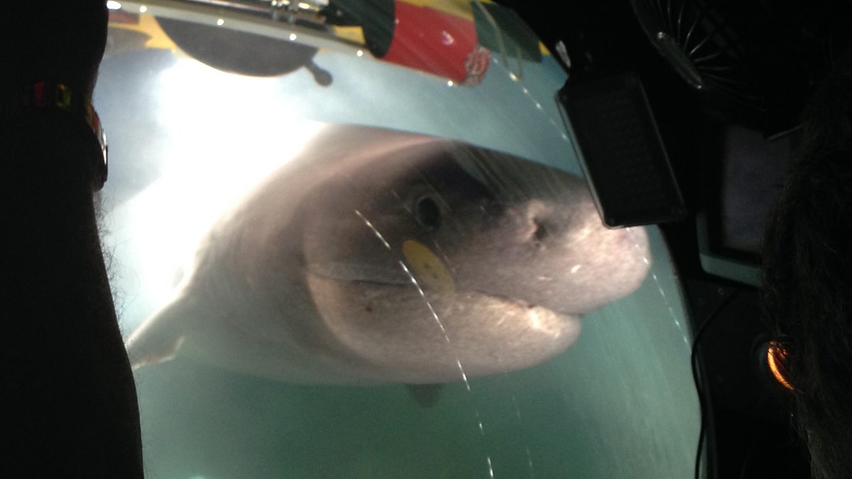 BBC One - Blue Planet II, Series 1, The Deep, Sub vs shark