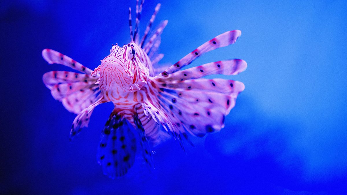 BBC World Service - The Documentary, The Fish that Ate Florida, The ...