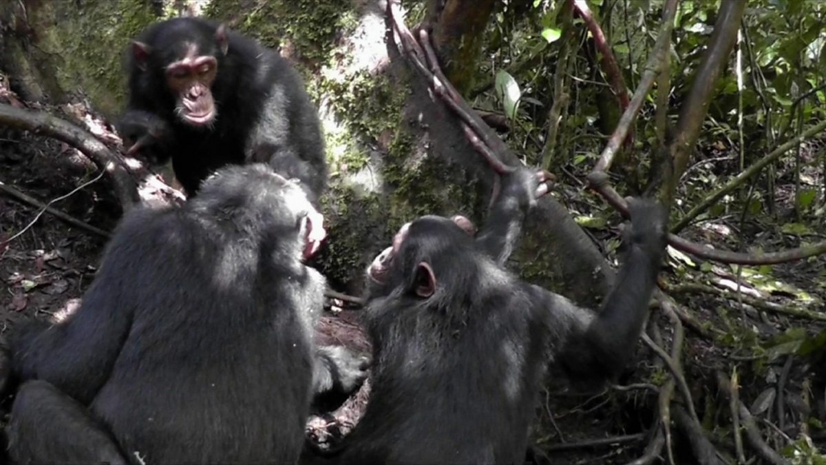BBC Two - Daily Politics, 07/11/2017, Are politicians really like chimps?