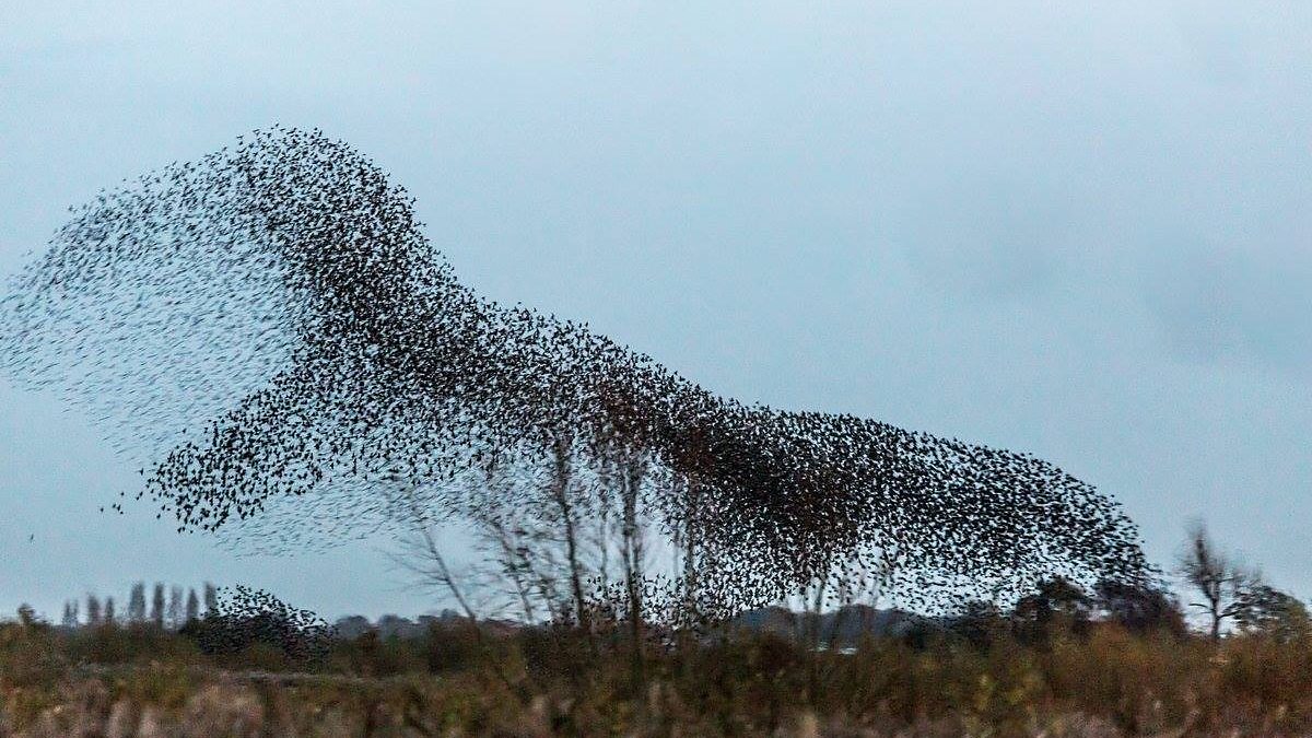BBC Blogs - Springwatch - Bird watchers spot dinosaur in starling ...