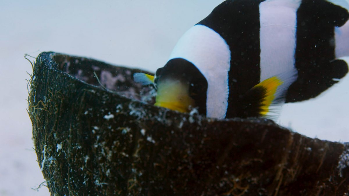 BBC One - Blue Planet II, Series 1, Coral Reefs, Cooperative clownfish