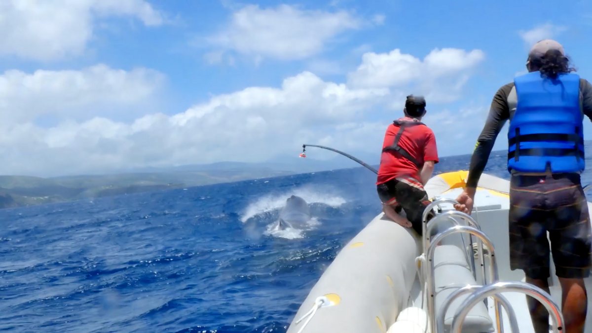 BBC One - Blue Planet II - Filming the family life of sperm whales