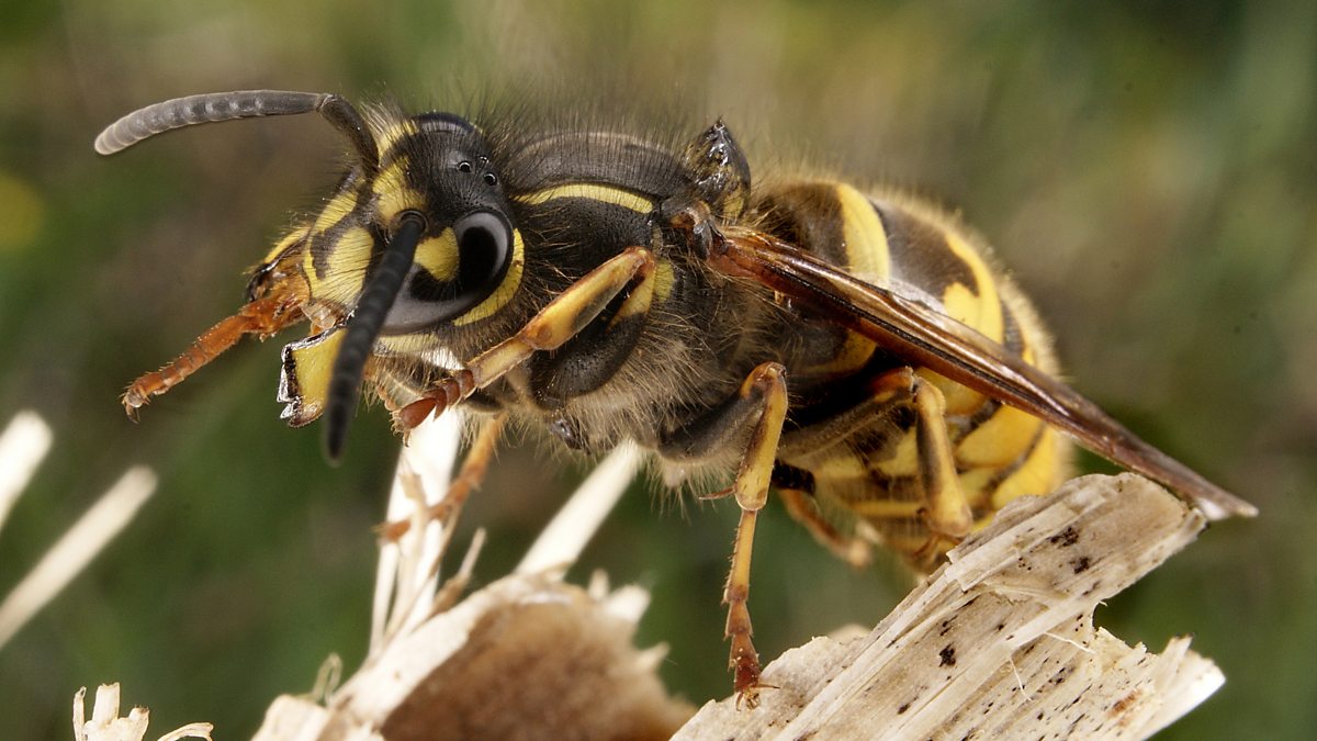BBC Blogs - Springwatch - 6 super easy ways to help bugs in your garden