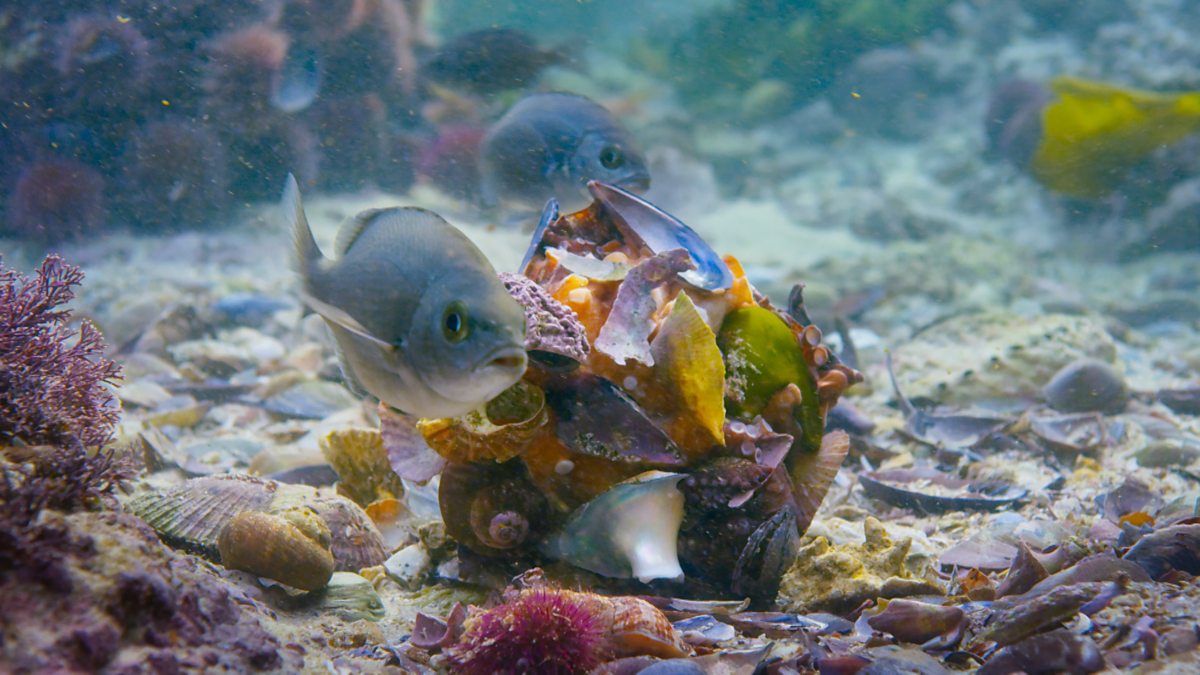BBC One - Blue Planet II, Memorable moments from Blue Planet II