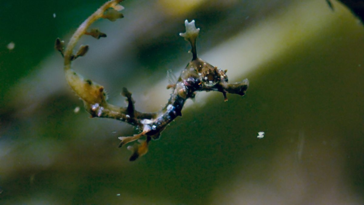 BBC One - Blue Planet II, Series 1, Green Seas, Baby sea dragons emerge
