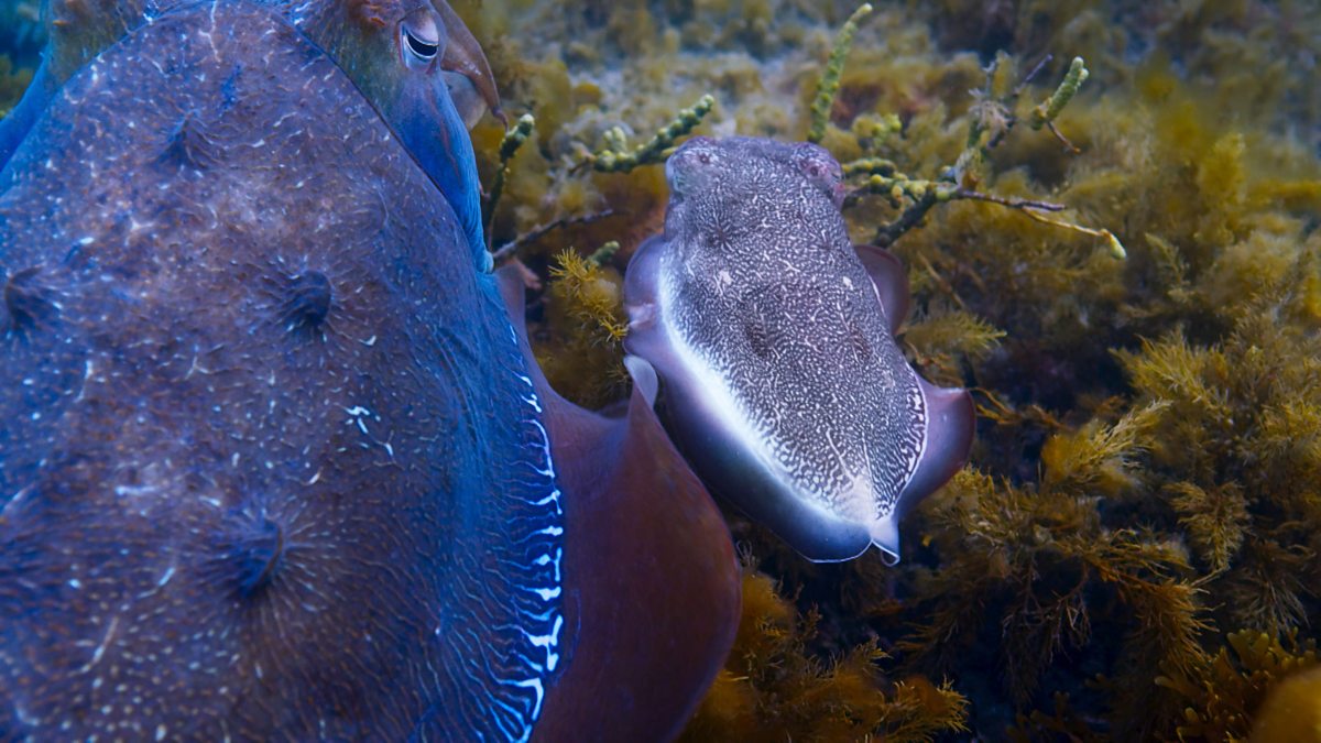 BBC One - Blue Planet II - Filming the giant cuttlefish aggregation