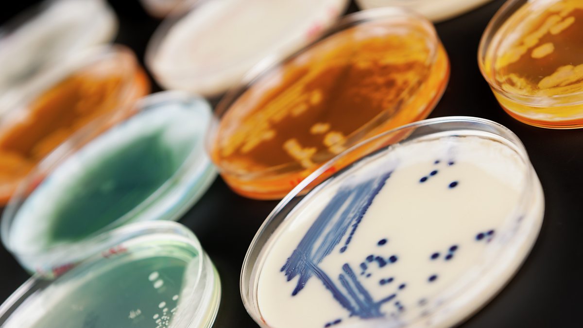 BBC - Tomorrow's World - Seven things you didn’t know about bacteria