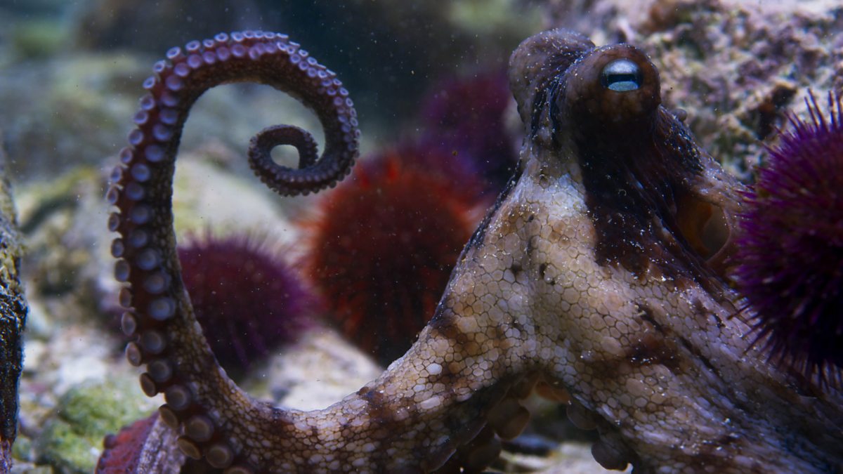 BBC One - Blue Planet II - Getting to know an octopus
