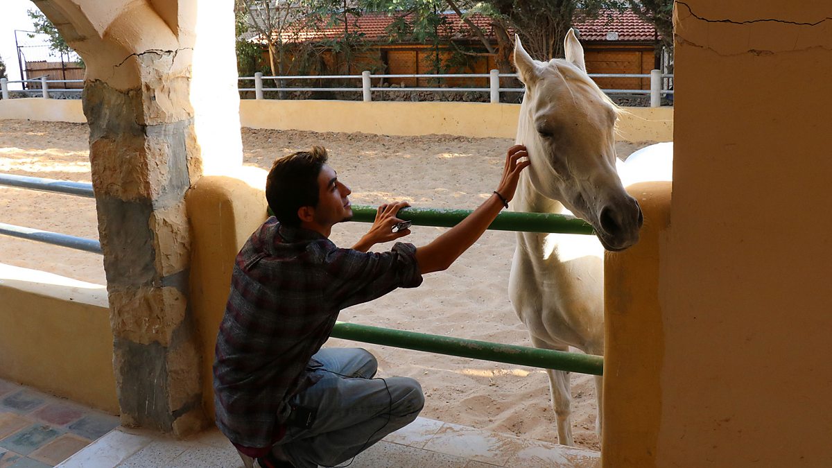 BBC World Service - Assignment, Pride, Passion and Palestinian Horses ...