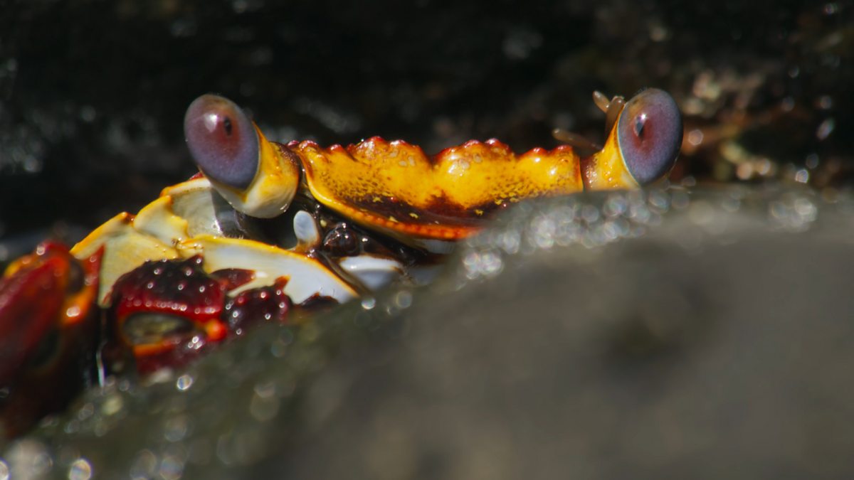 BBC One - Blue Planet II - Filming Sally Lightfoot crabs running the ...