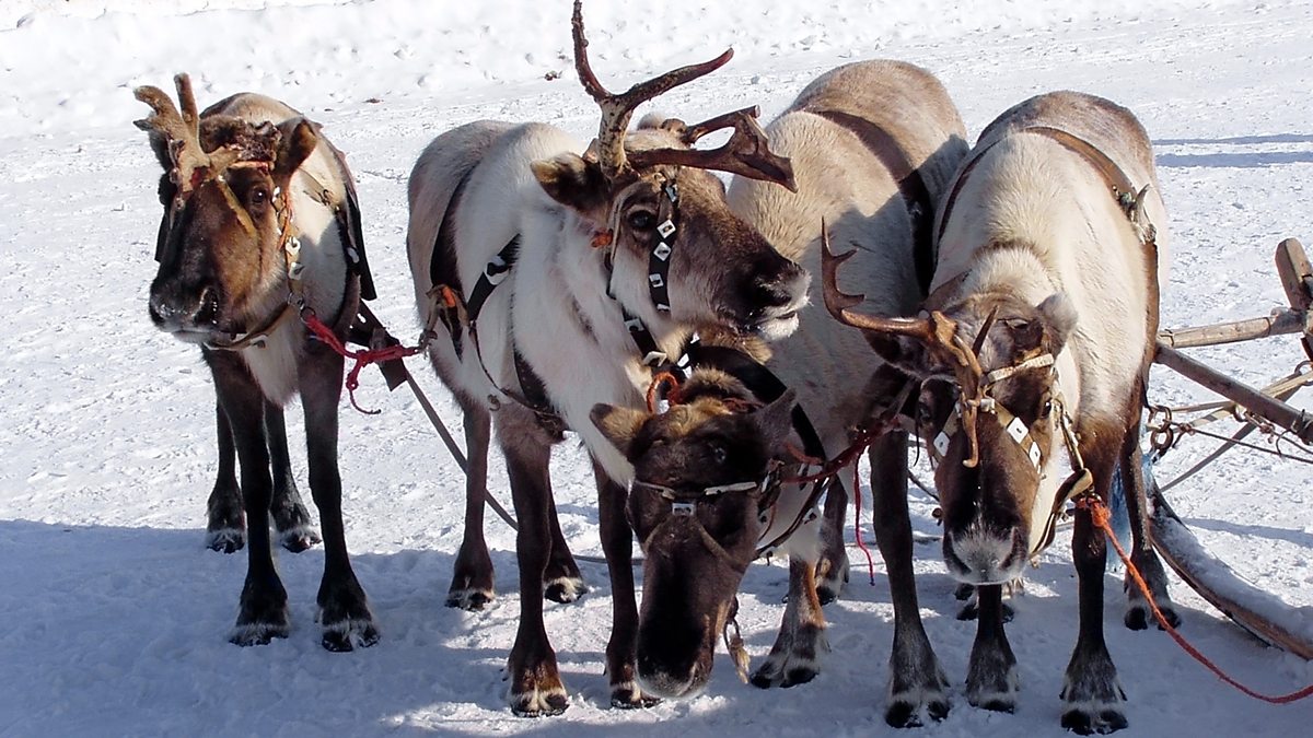 BBC Radio 4 - Natural Histories, Reindeer - Eight reasons to love ...