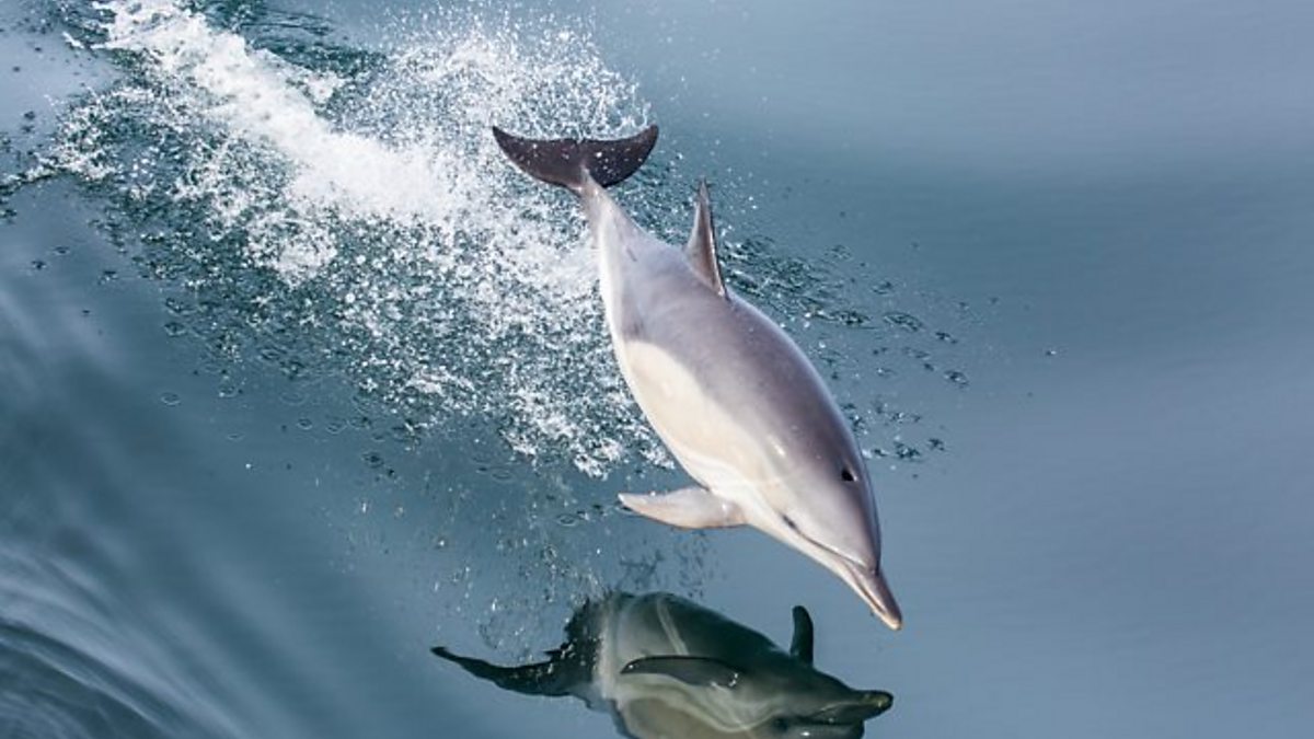 BBC Blogs - Springwatch - Eight delightful dolphin photos that'll ...