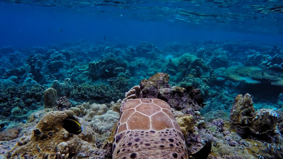 BBC Four - Turtle, Eagle, Cheetah: A Slow Odyssey, A visit to the ...