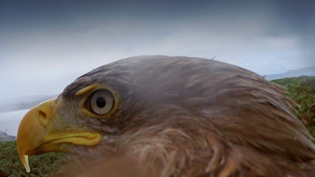 BBC Four - Turtle, Eagle, Cheetah: A Slow Odyssey, A flight in the rain