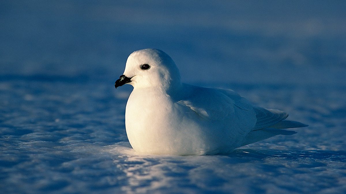 BBC Radio 4 - Tweet of the Day, Doug Allan on the Snow Petrel