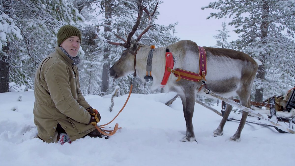 BBC Two - Reindeer Family and Me, Reindeer Feeding Time