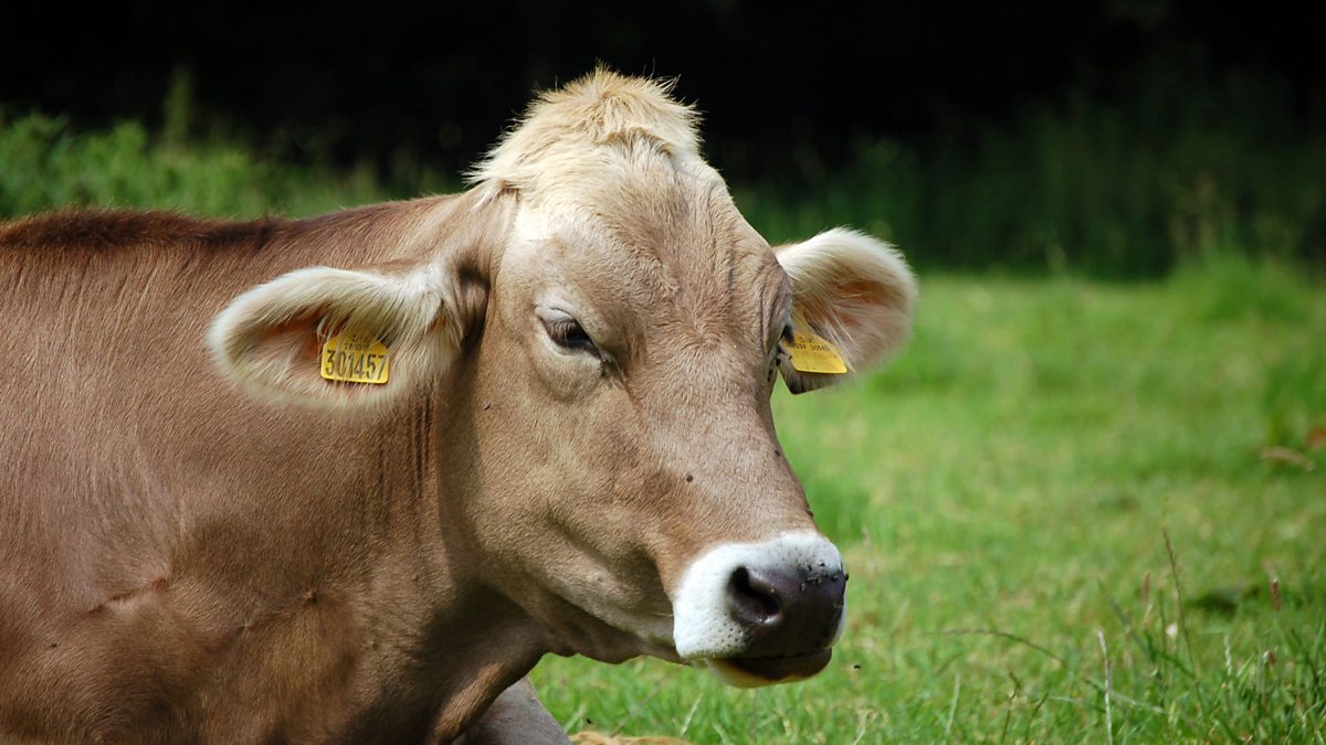 BBC Radio 4 - Farming Today - Eight things we’ve learned from 80 years ...