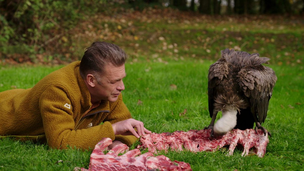 BBC Two - The Real T Rex with Chris Packham, Birds of a feather?
