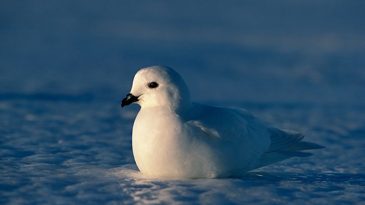 BBC Radio 4 - Tweet of the Week, Emily Knight