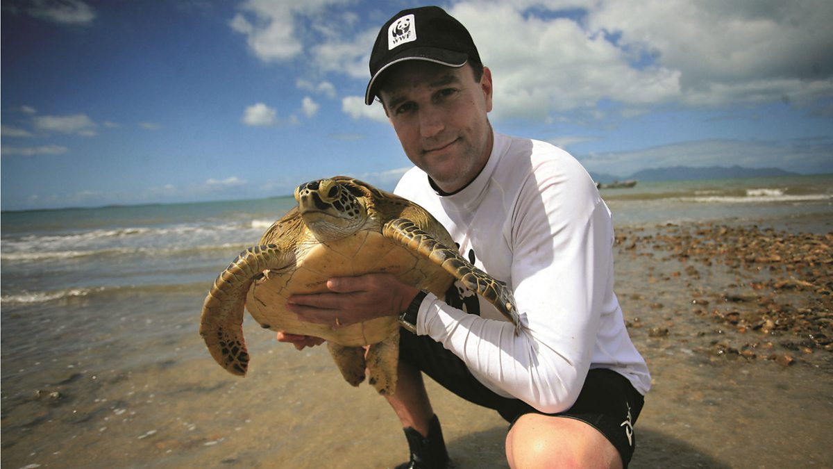 BBC World Service - Newsday, Rising temperatures turning turtles female