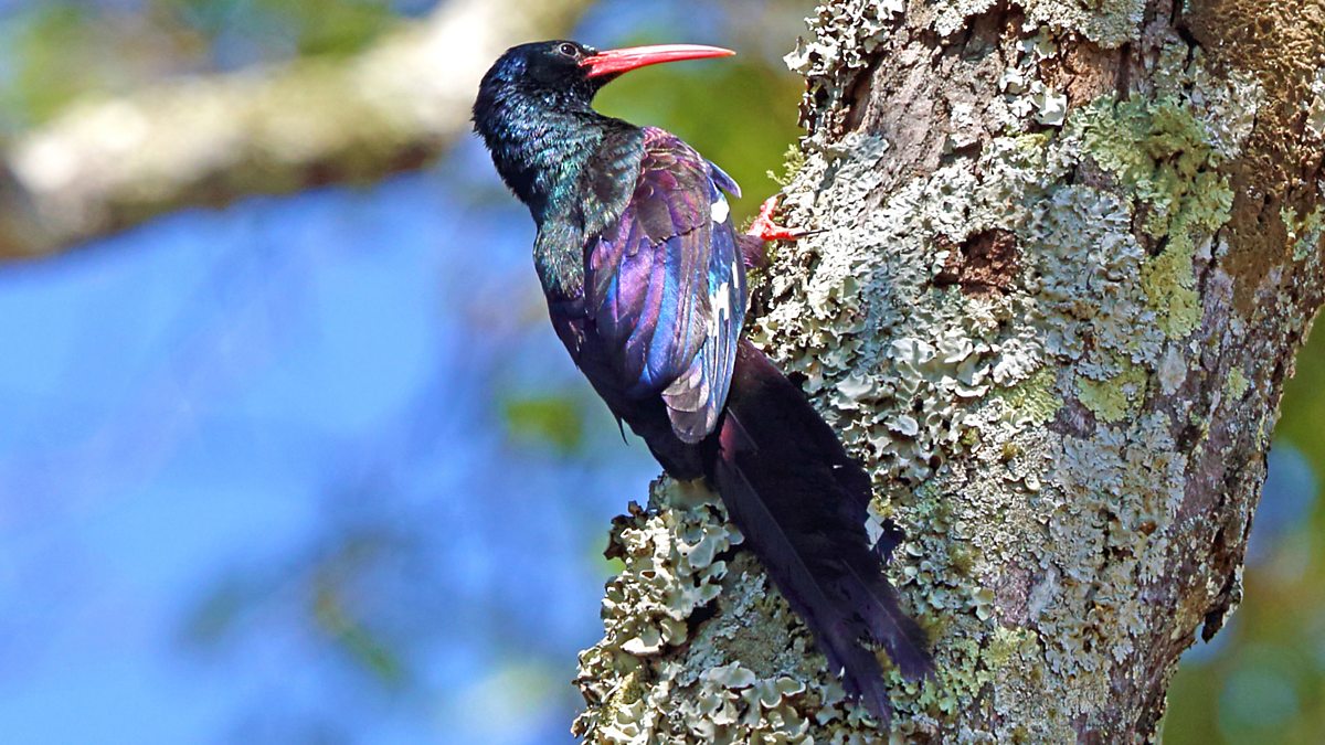 BBC Radio 4 - Tweet of the Day, Andy Radford on the Green Woodhoopoe