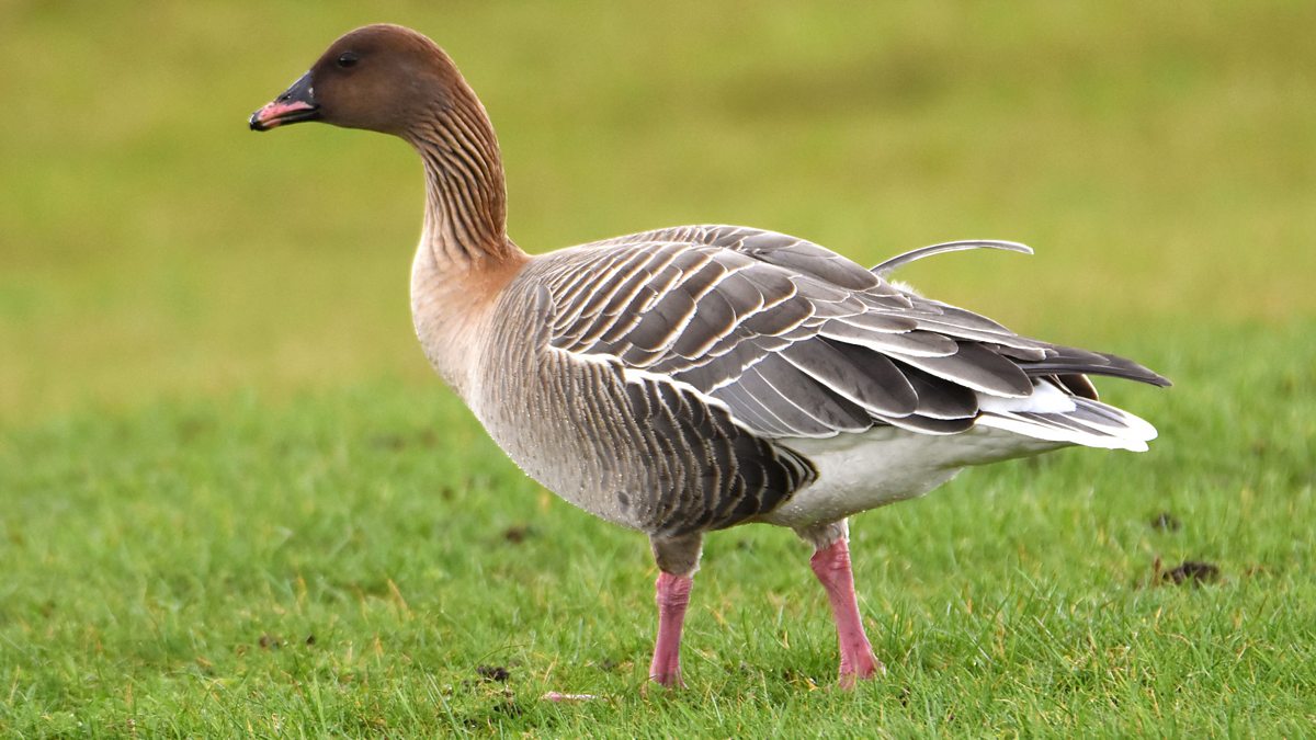 BBC Radio 4 - Tweet of the Day, Kathy Hinde on the Pink-footed Goose