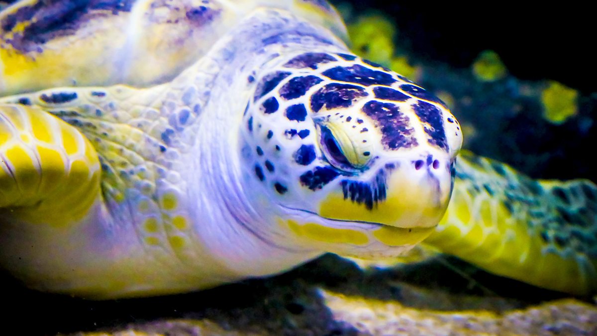 BBC Radio 4 - Natural Histories, Turtle