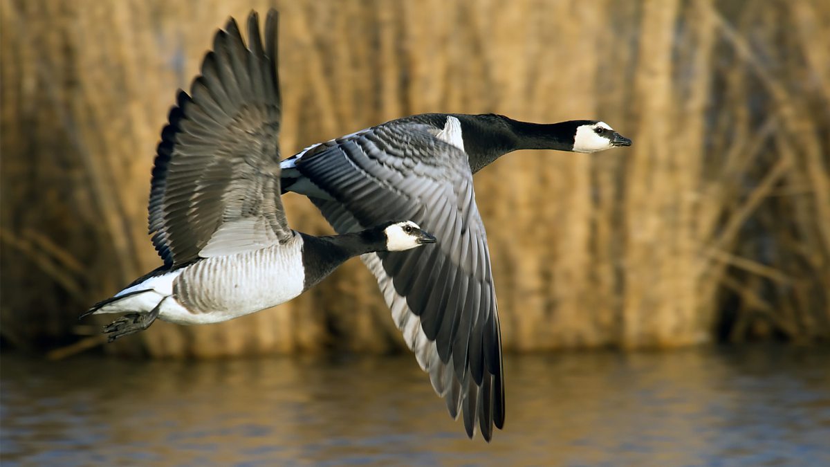 BBC Radio 4 - Tweet of the Day, Jane Smith on the Barnacle Goose