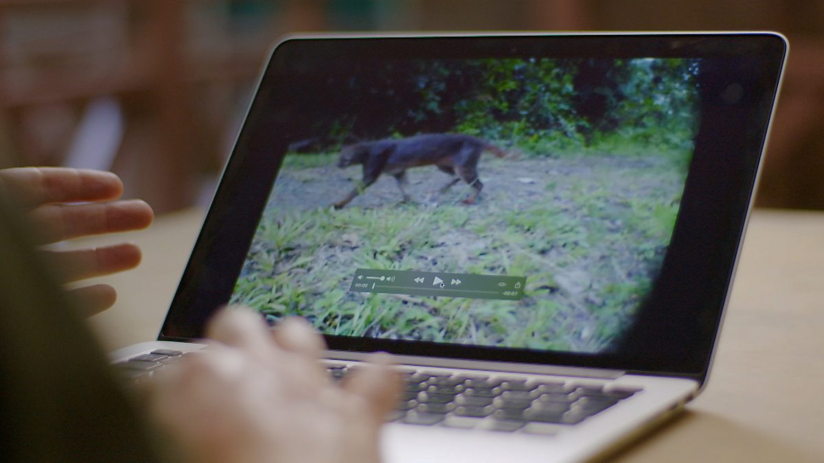 BBC One - Big Cats, Series 1, Episode 3, Searching for the mysterious ...