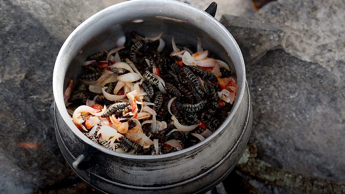 BBC World Service - CrowdScience, Are Crunchy Caterpillars the Food of ...