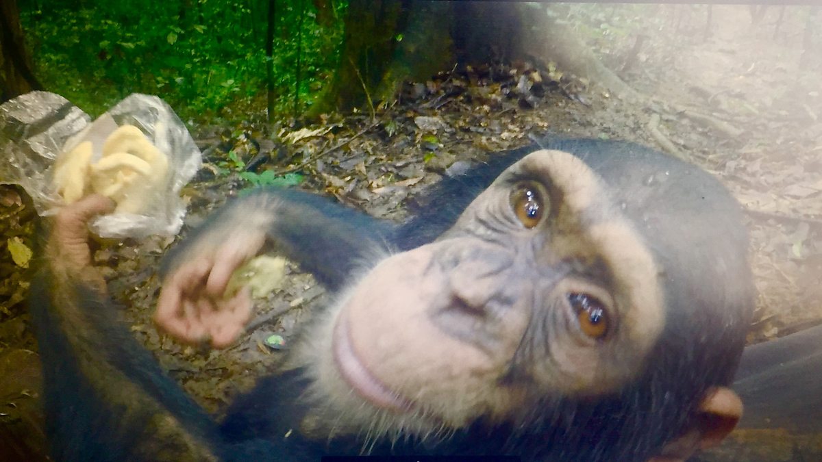 BBC Two - Animals with Cameras - How to get onboard footage from one of ...