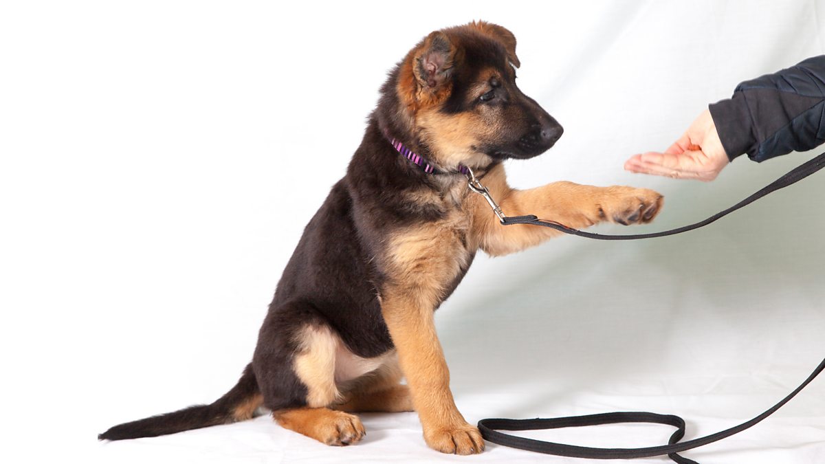 BBC World Service - Outlook, 'Lift your paw and look pretty': Training ...