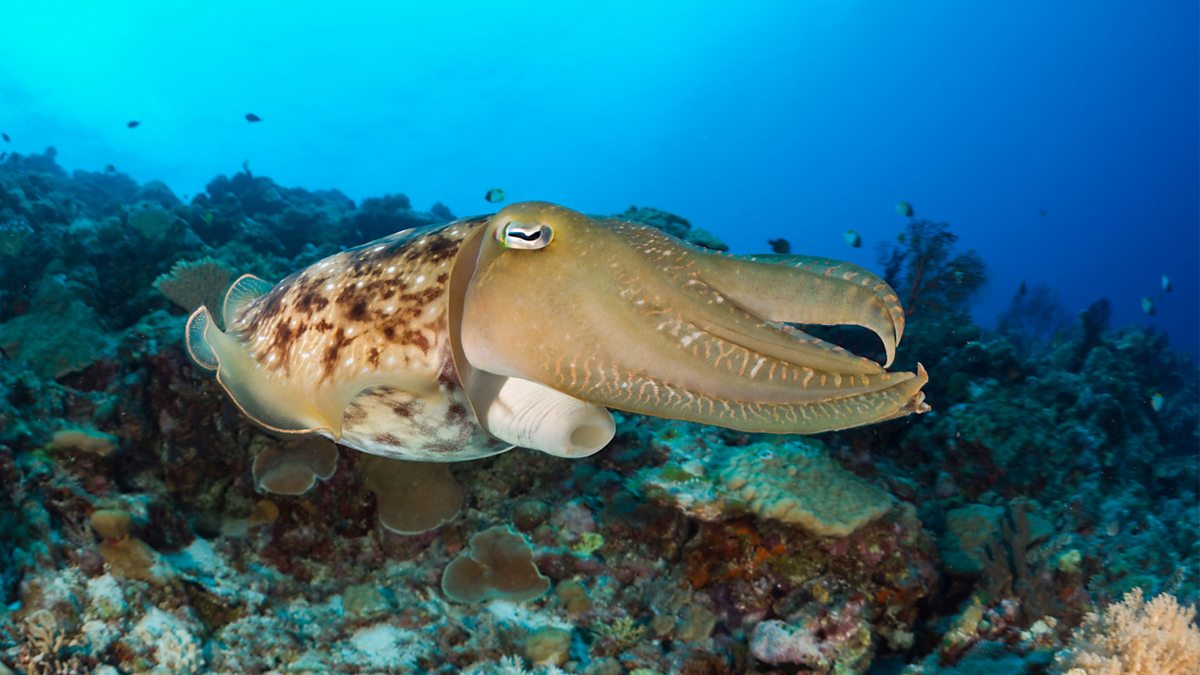 BBC Radio 4 - In Our Time, Cephalopods