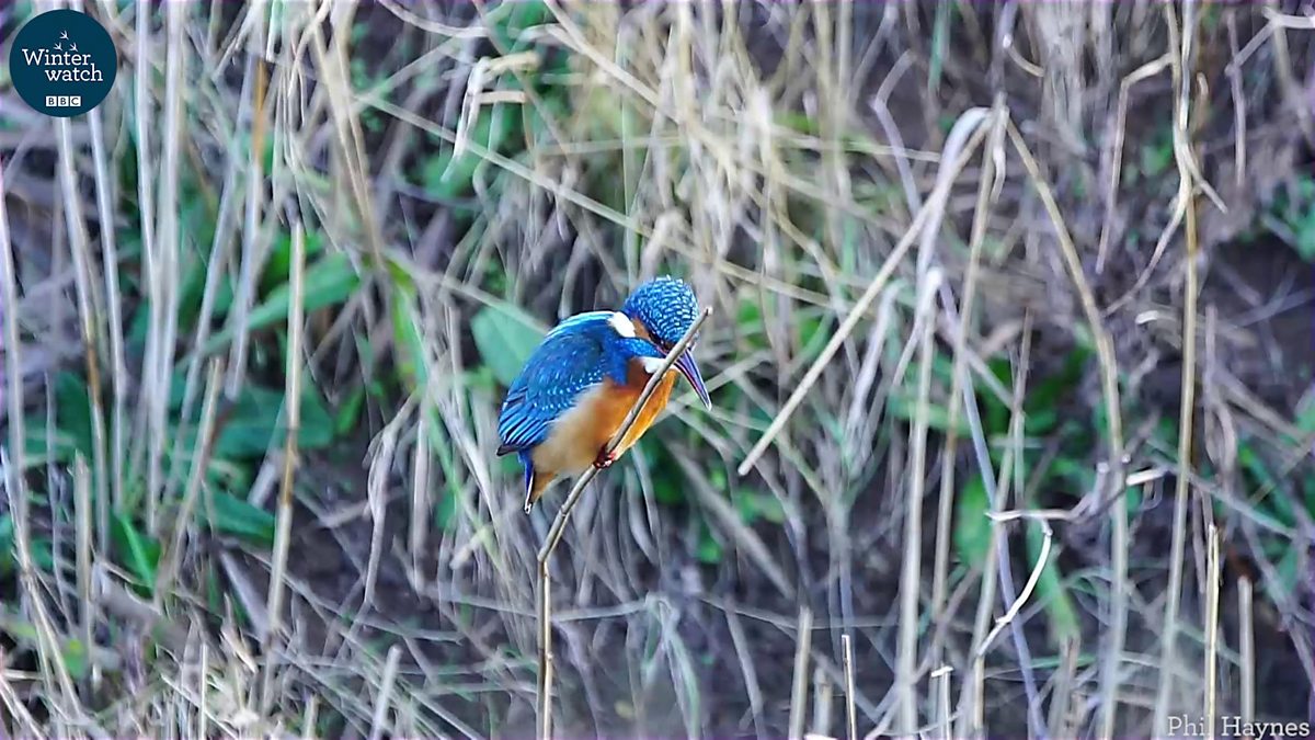 BBC Two - Winterwatch, Level headed kingfisher