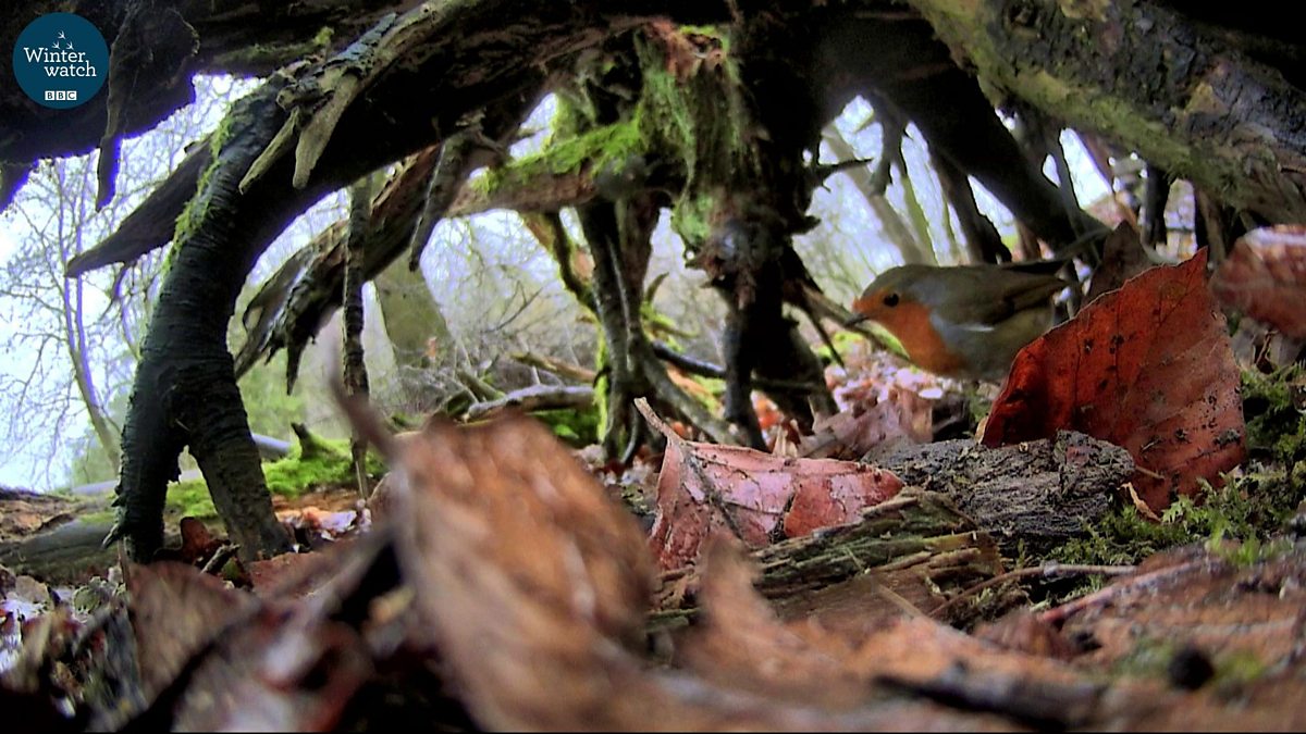 BBC Two - Winterwatch, Day one: Highlights from the wildlife cameras
