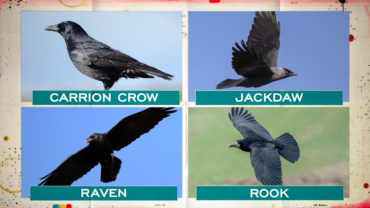 BBC Two - Winterwatch, Corvid ID guide