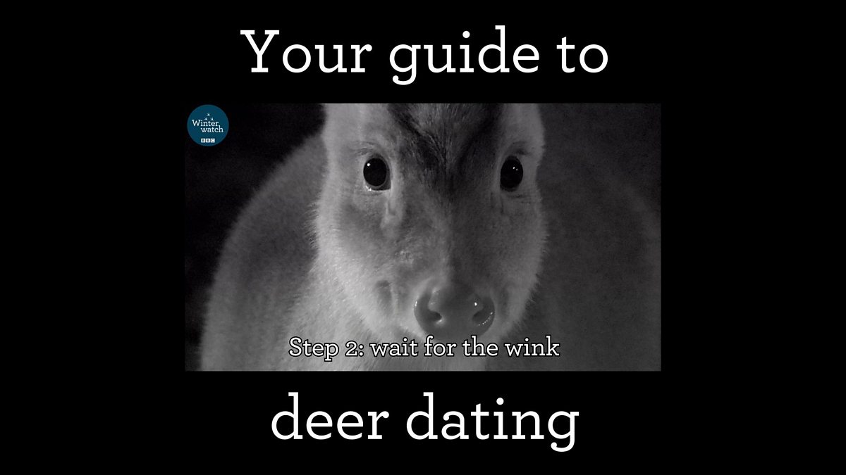 BBC Two - Winterwatch, Our guide to 'Deer Dating'
