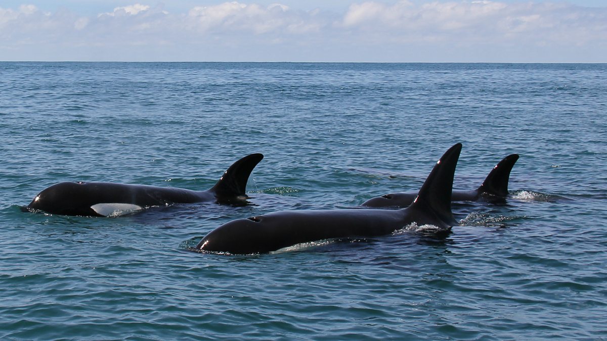 BBC World Service - Newshour, How killer whales can be trained to speak