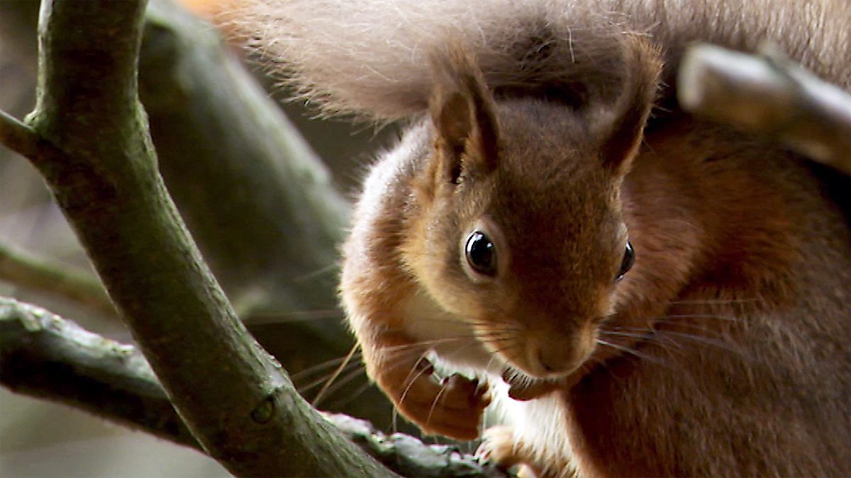 BBC - Learning, Woodland creatures montage