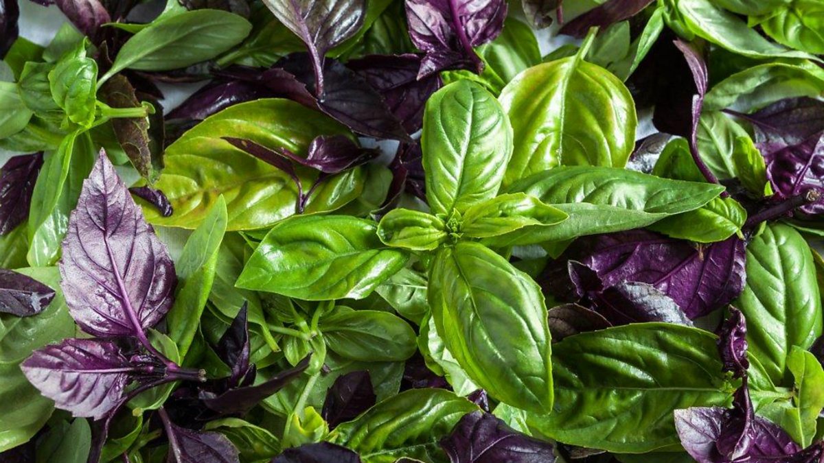 BBC World Service - The Food Chain, The Food Pilgrims, How far would ...